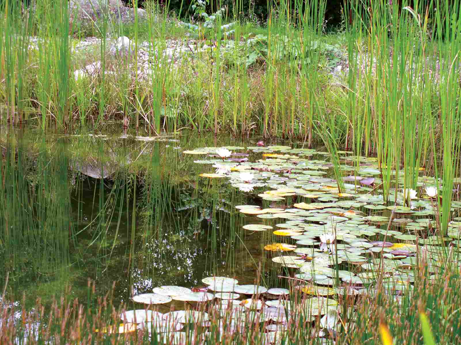 Gartenteich - Naturschutzbund Steiermark